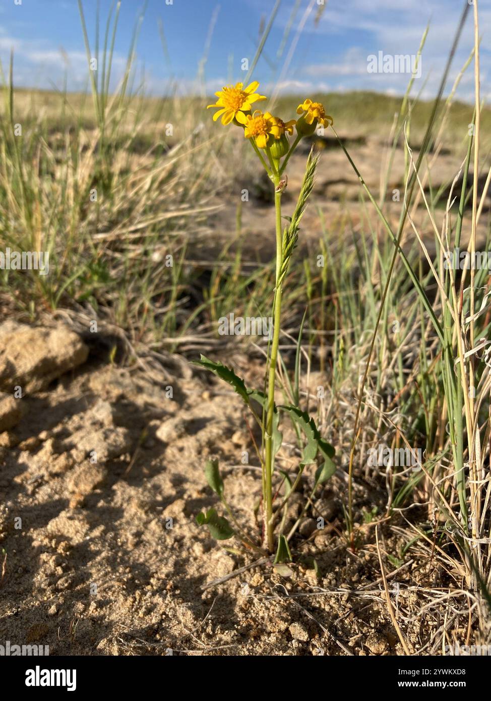 Rocky Mountain groundsel (Packera streptanthifolia Stock Photo - Alamy