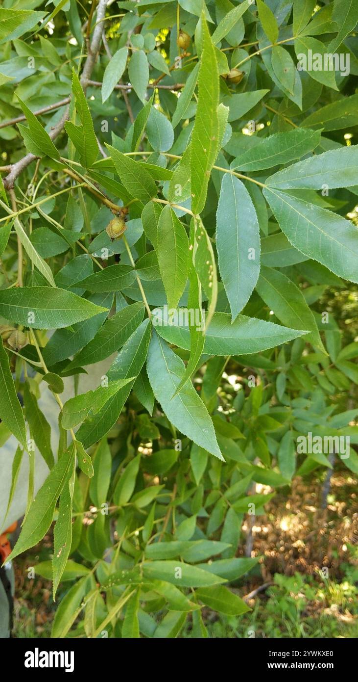 bitternut hickory (Carya cordiformis Stock Photo - Alamy