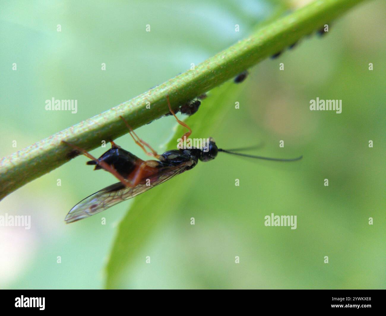 Stem Sawflies (Cephidae Stock Photo - Alamy