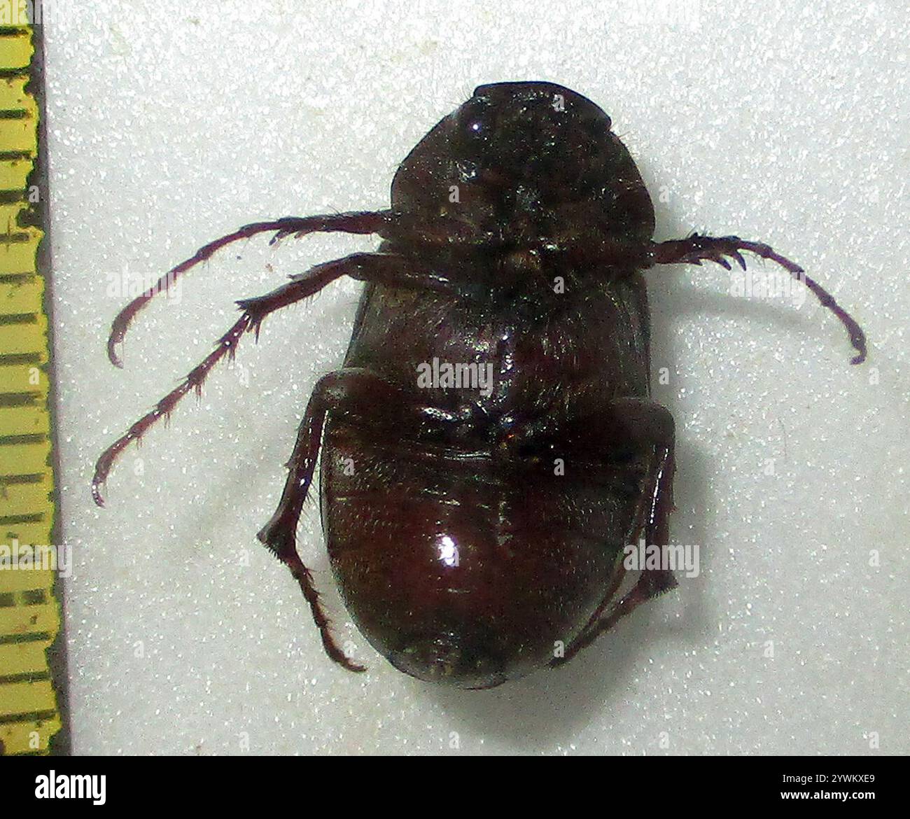 June Beetles (Melolonthinae Stock Photo - Alamy