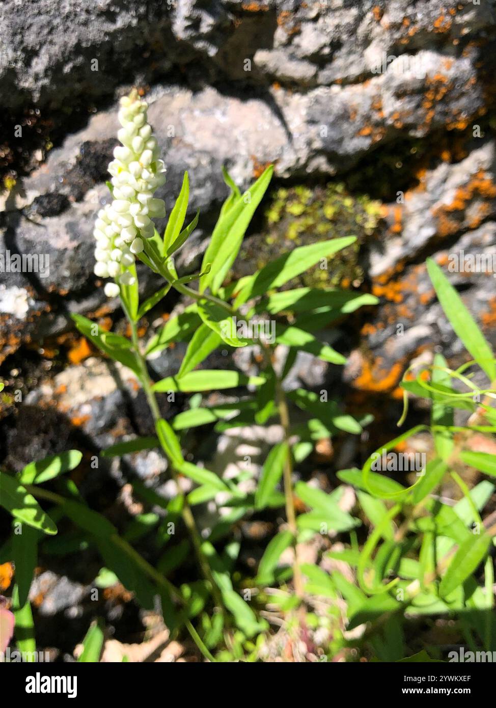 Seneca snakeroot (Senega officinalis Stock Photo - Alamy
