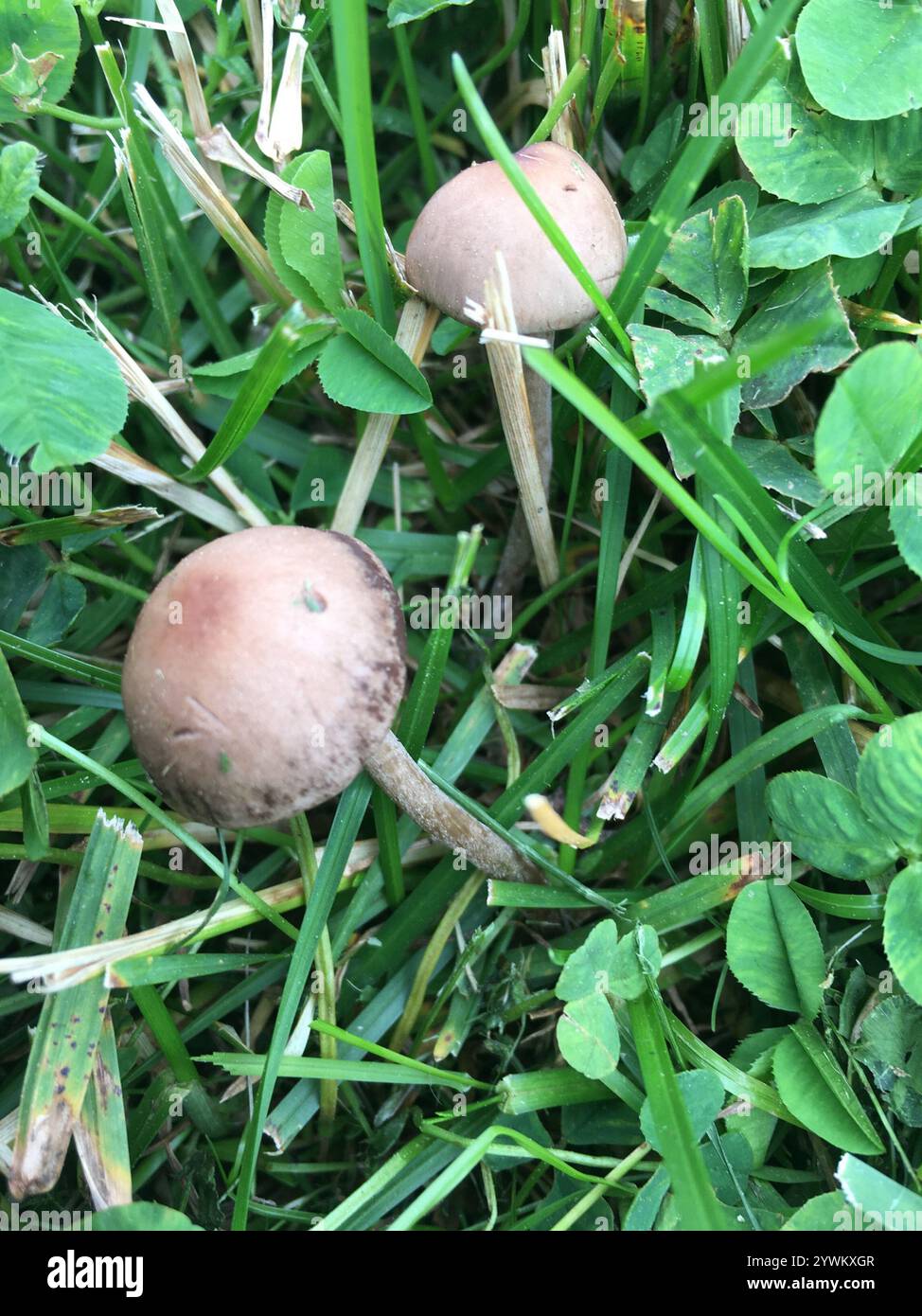Mower's Mushroom (Panaeolus foenisecii Stock Photo - Alamy