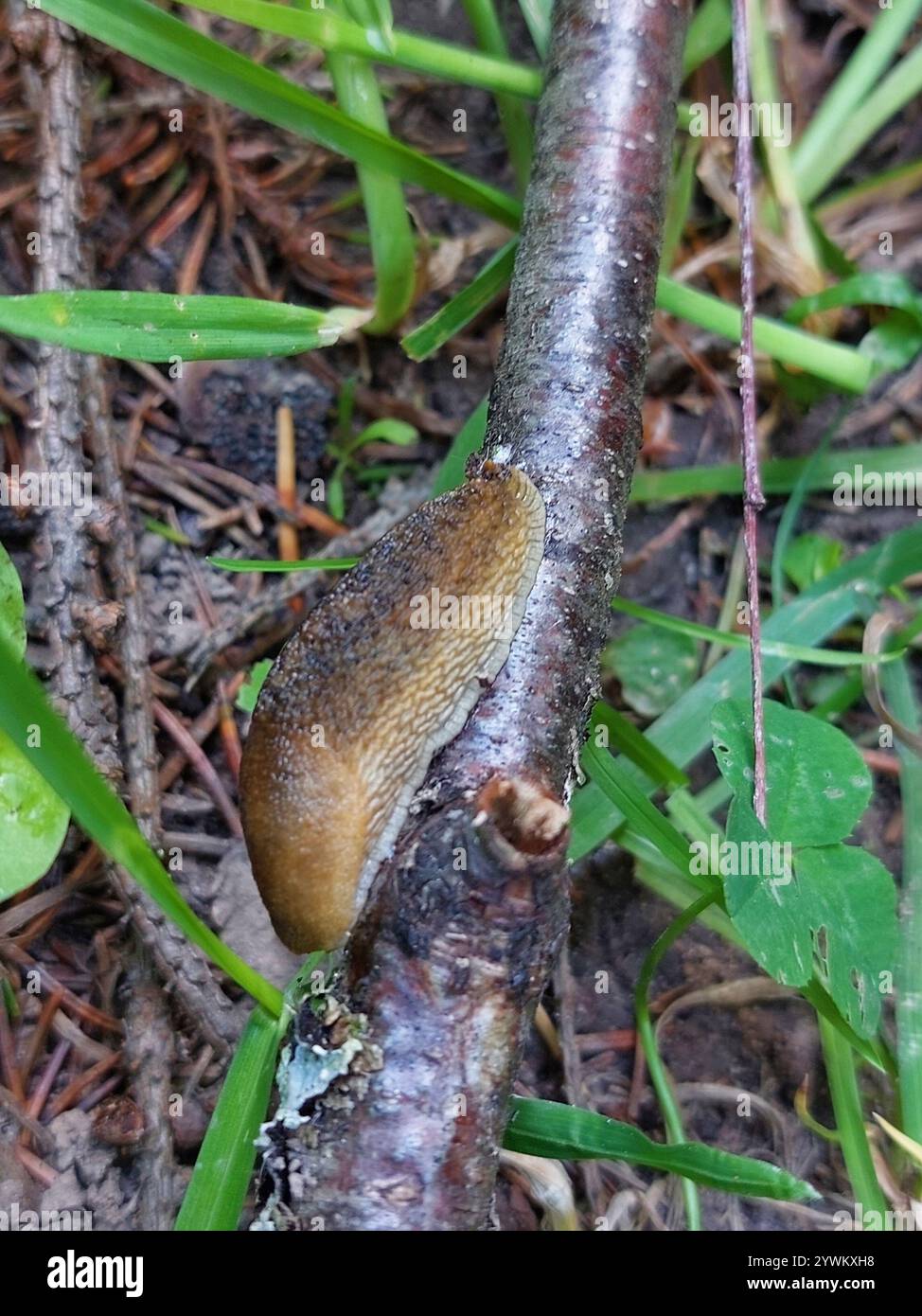Northern Dusky Slug (Arion fuscus Stock Photo - Alamy