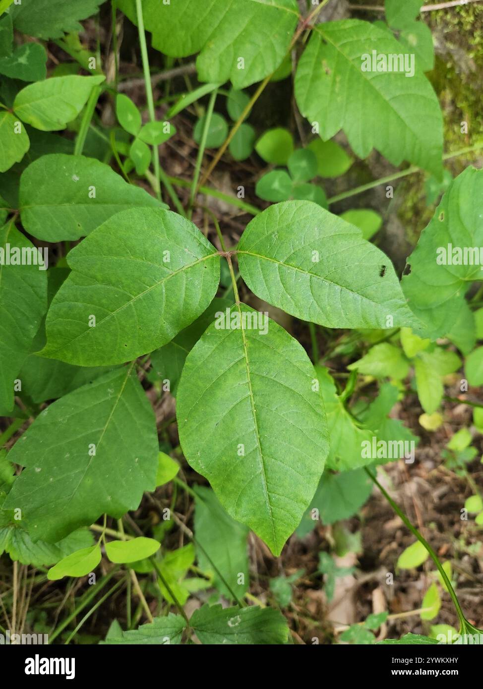 eastern poison ivy (Toxicodendron radicans Stock Photo - Alamy