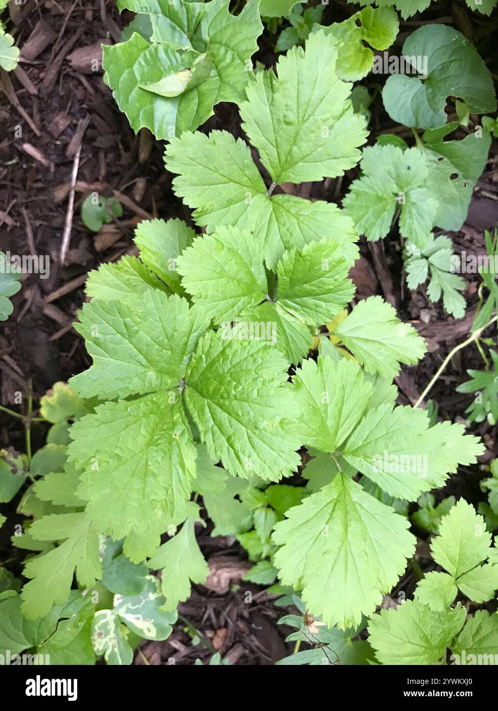 white avens (Geum canadense Stock Photo - Alamy