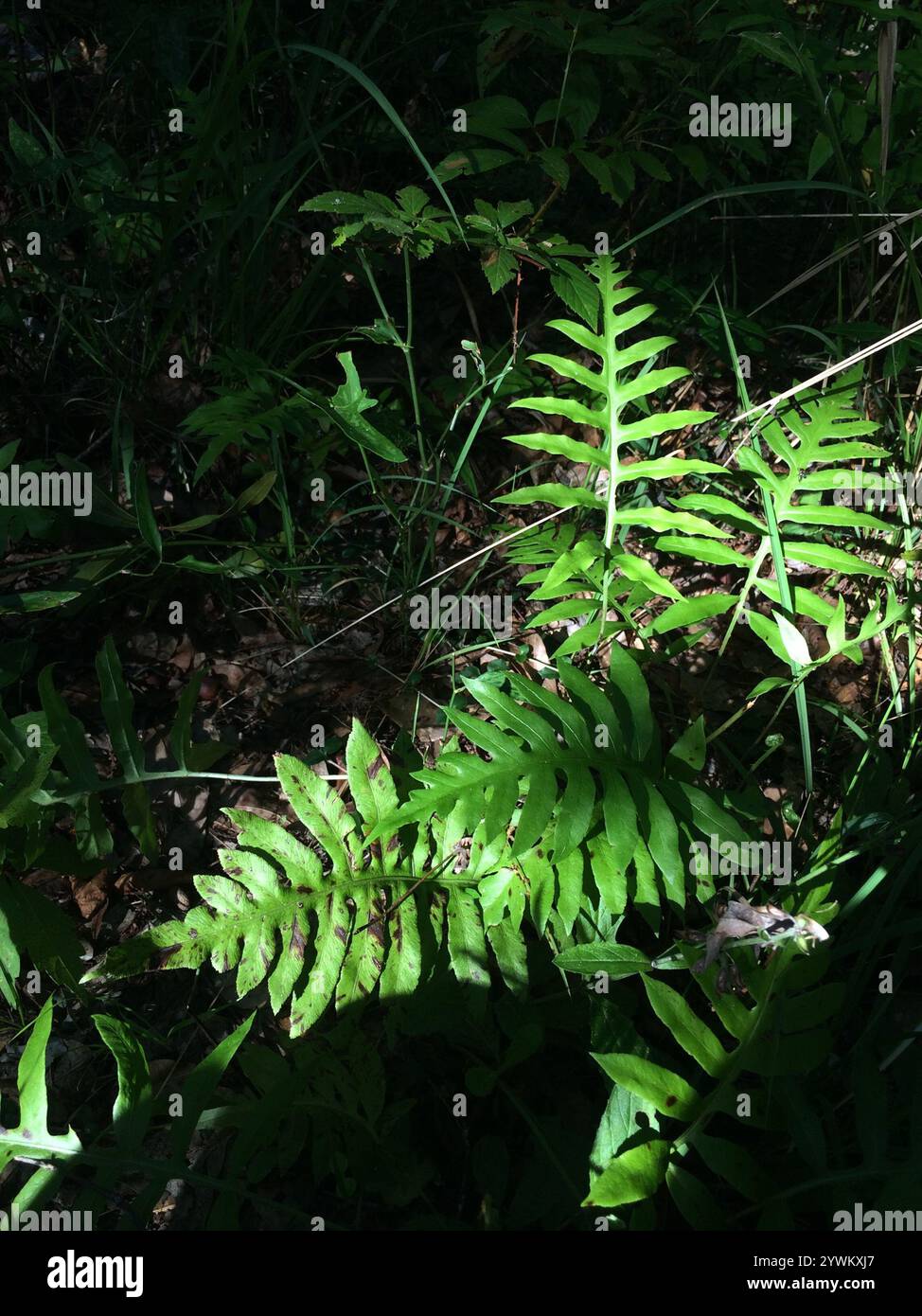 netted chain fern (Woodwardia areolata Stock Photo - Alamy