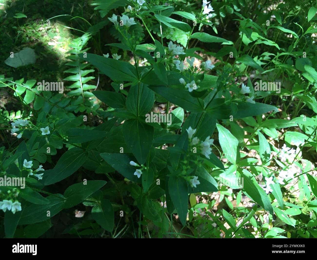 summer bluet (Houstonia purpurea Stock Photo - Alamy