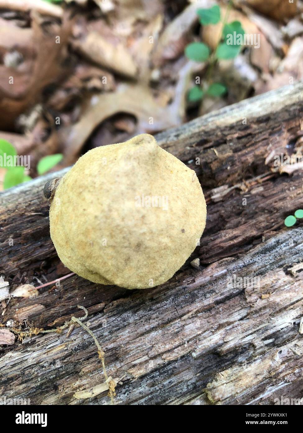 Spongy Oak Apple Gall Wasp (Amphibolips confluenta Stock Photo - Alamy