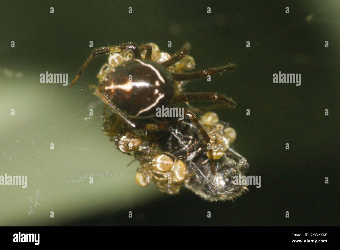 Comb-footed Spiders (Theridiidae Stock Photo - Alamy