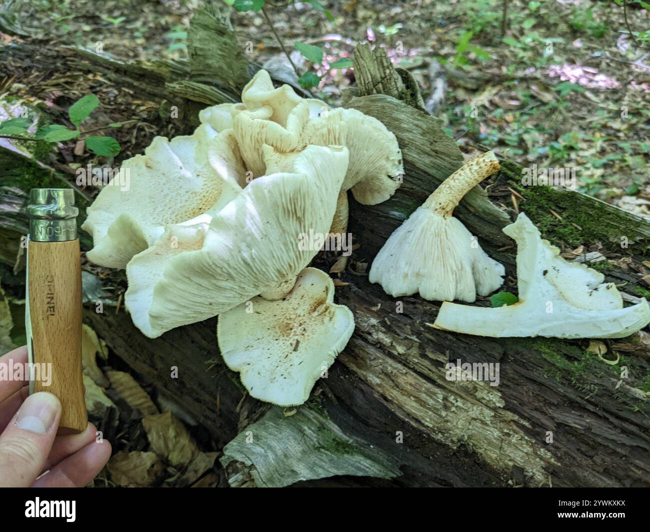 Trainwrecker (Neolentinus lepideus Stock Photo - Alamy