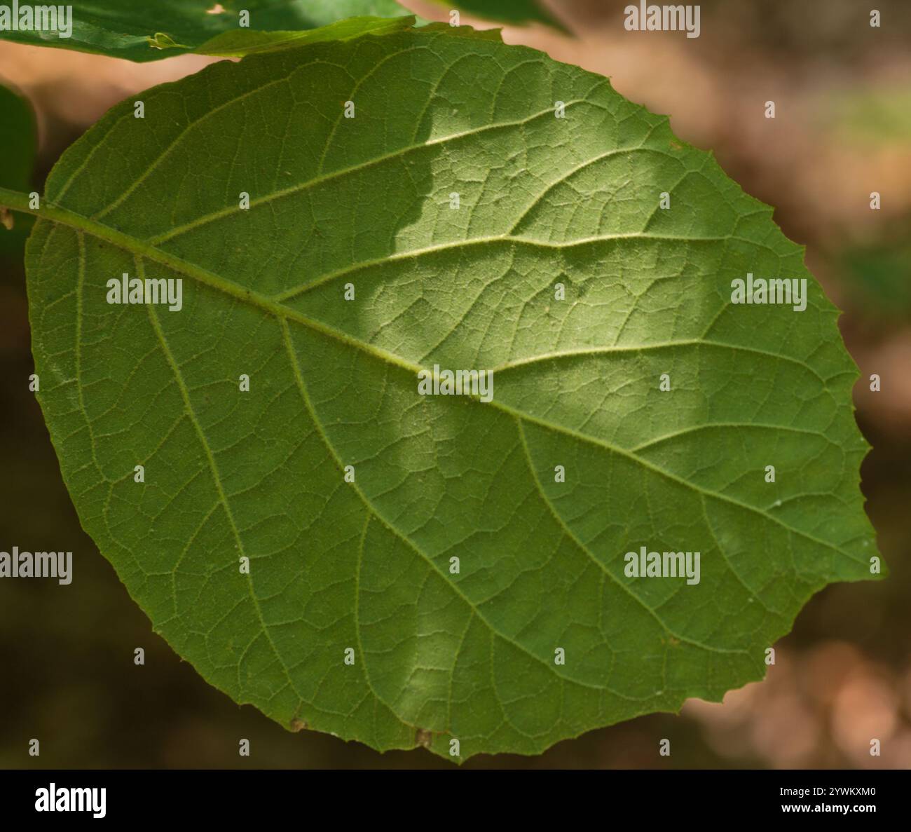 Bigleaf Snowbell (Styrax grandifolius Stock Photo - Alamy