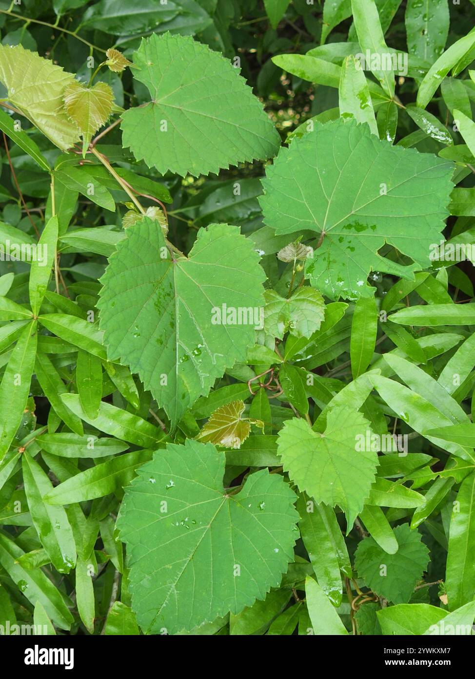 frost grape (Vitis vulpina Stock Photo - Alamy