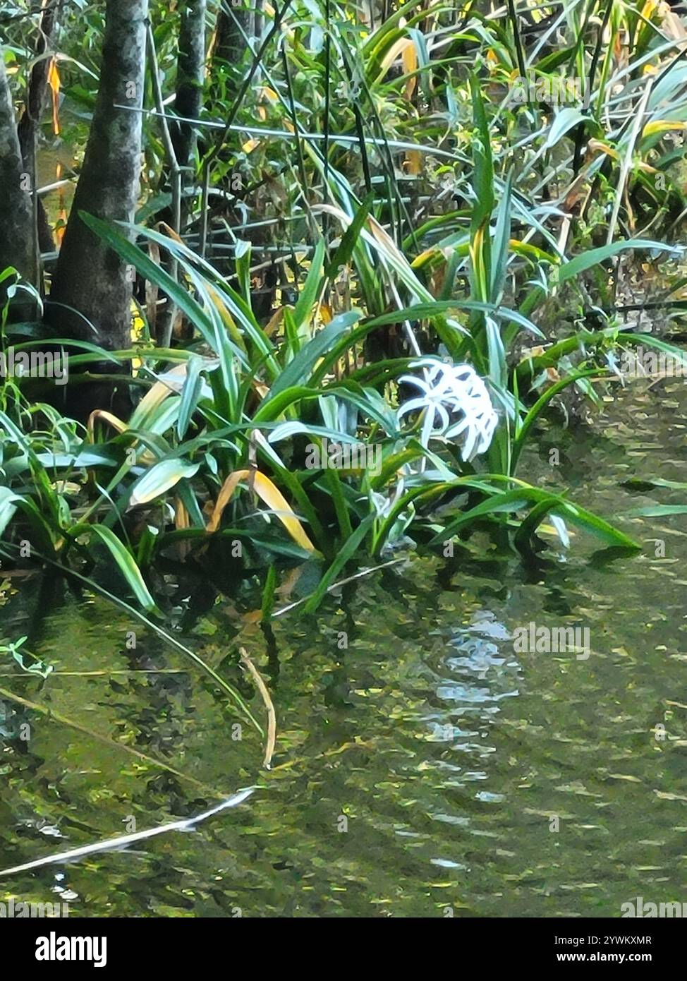 Southern Swamp Crinum (Crinum americanum Stock Photo - Alamy