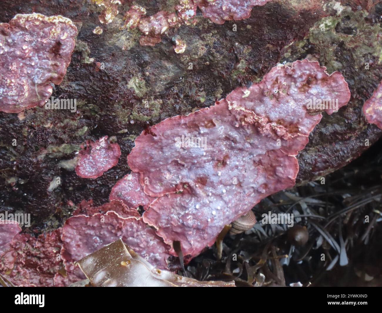 Lithothamnion hi-res stock photography and images - Alamy
