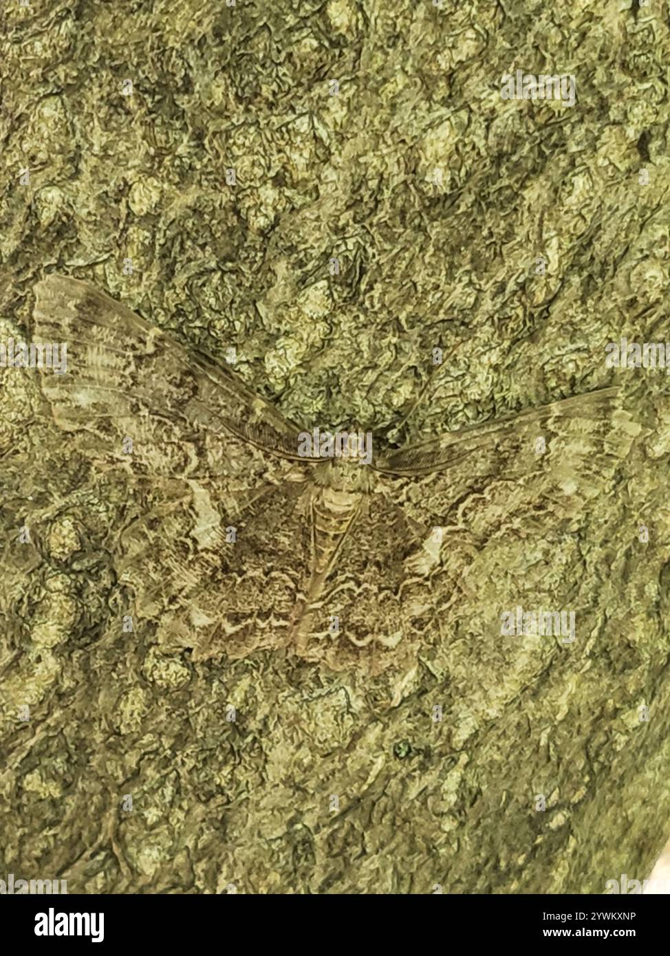 Tulip-tree Beauty (Epimecis hortaria Stock Photo - Alamy