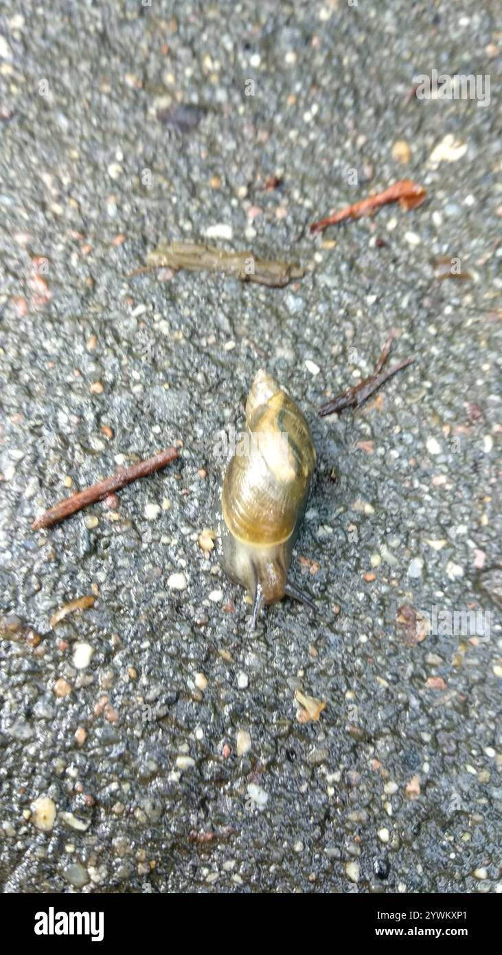 Common European Ambersnail (Succinea putris Stock Photo - Alamy