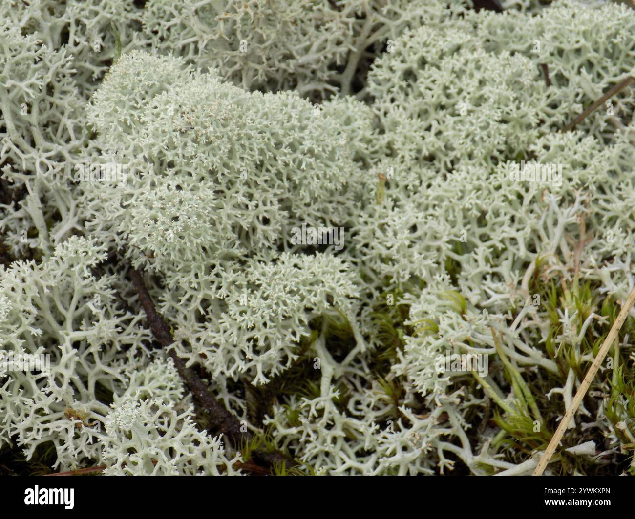 Star-tipped Reindeer Lichen (Cladonia stellaris Stock Photo - Alamy