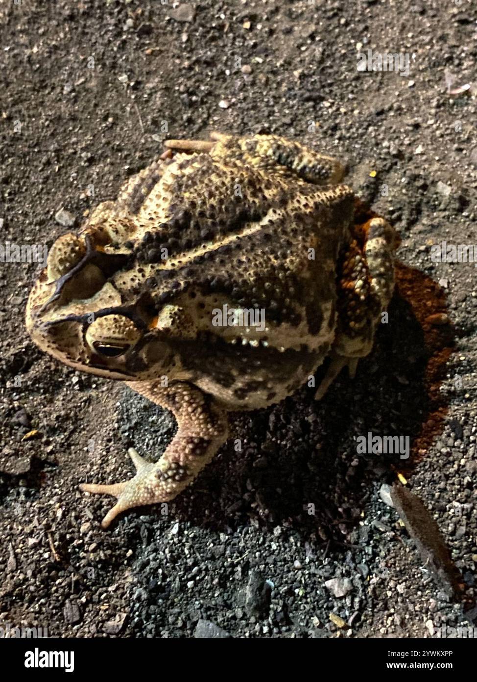 Gulf Coast Toad (Incilius nebulifer Stock Photo - Alamy