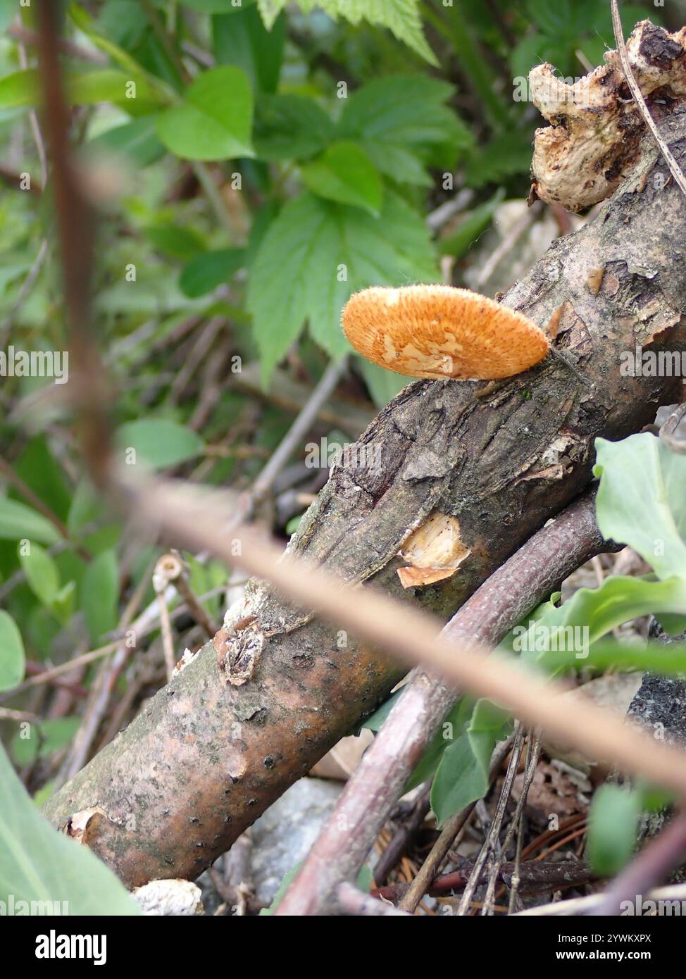 hexagonal-pored polypore (Neofavolus alveolaris Stock Photo - Alamy