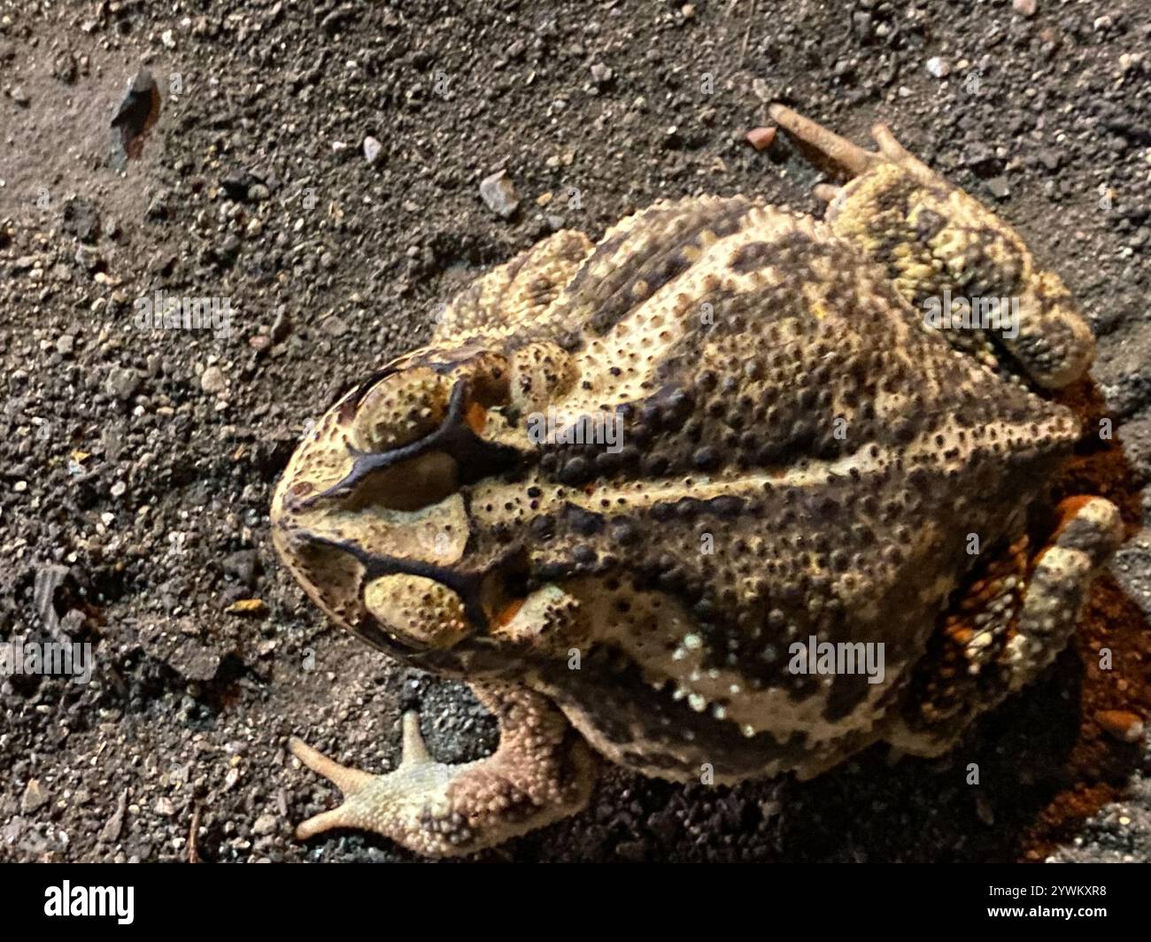 Gulf Coast Toad (Incilius nebulifer Stock Photo - Alamy