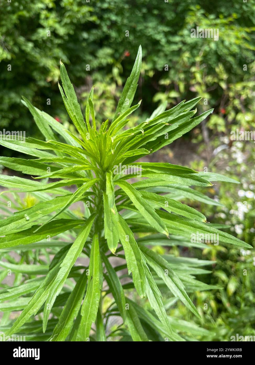 horseweed (Erigeron canadensis Stock Photo - Alamy