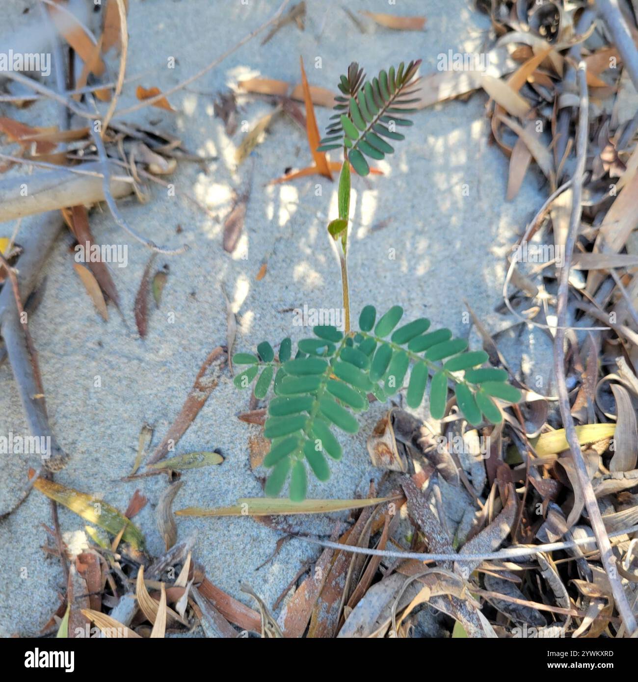 western coastal wattle (Acacia cyclops Stock Photo - Alamy