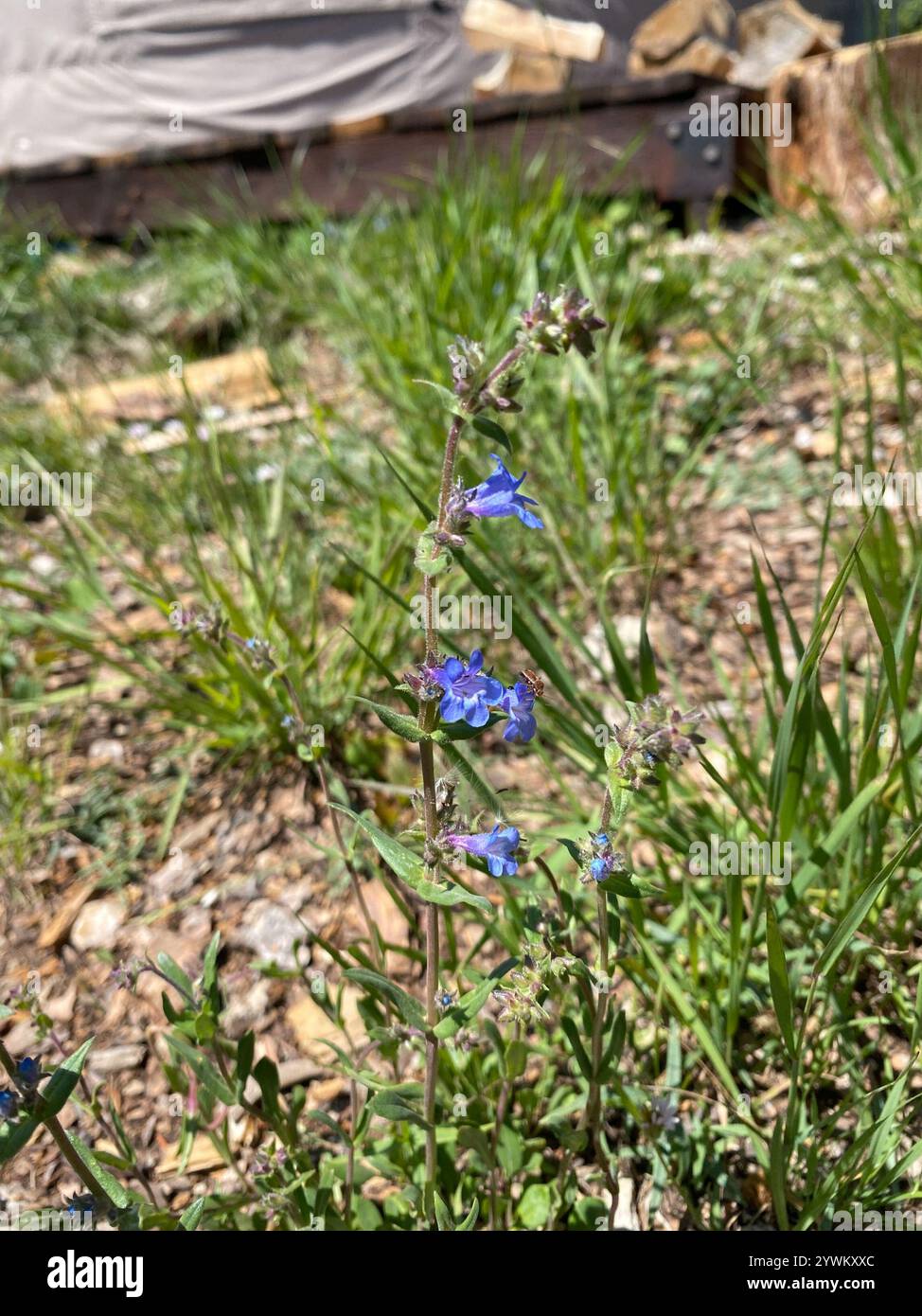 Low Beardtongue (Penstemon humilis Stock Photo - Alamy