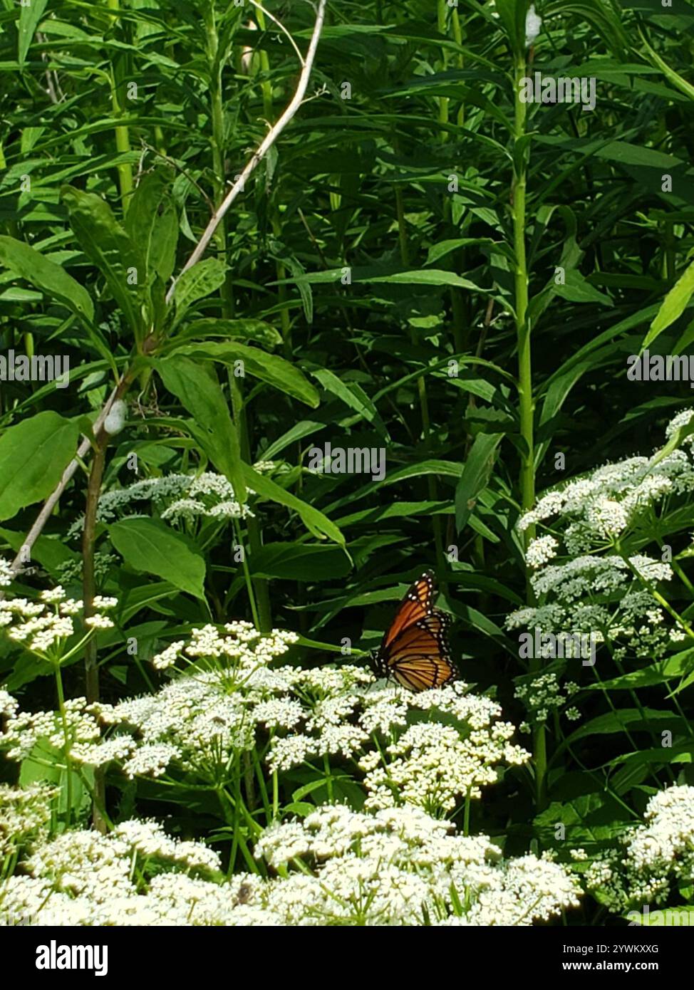 Viceroy (Limenitis archippus Stock Photo - Alamy