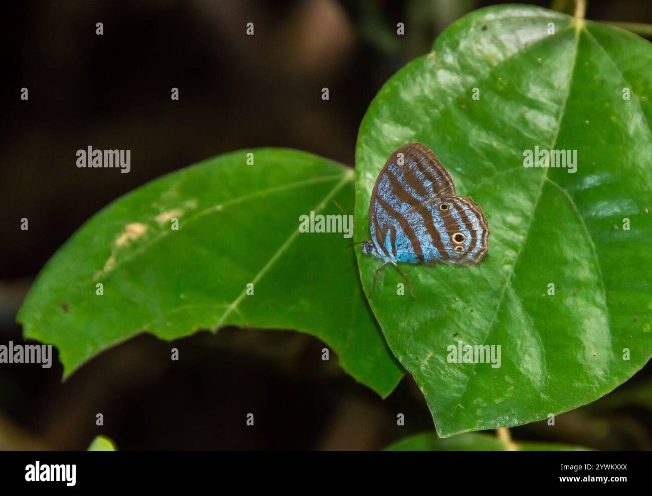 Cepheuptychia hi-res stock photography and images - Alamy