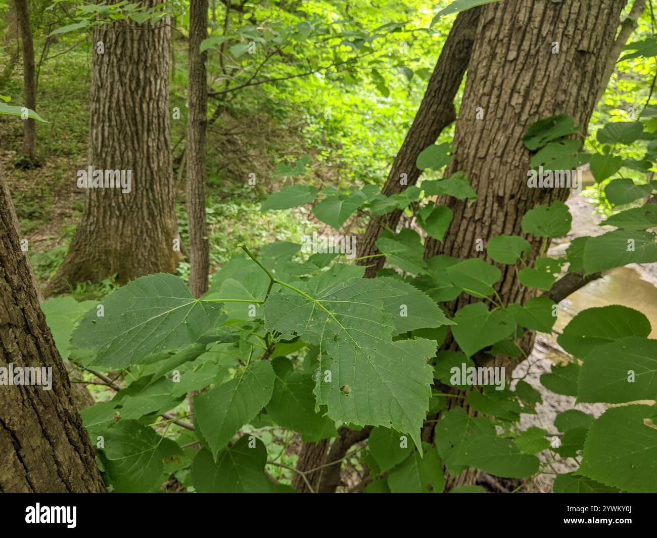 Gall and Rust Mites (Eriophyidae Stock Photo - Alamy