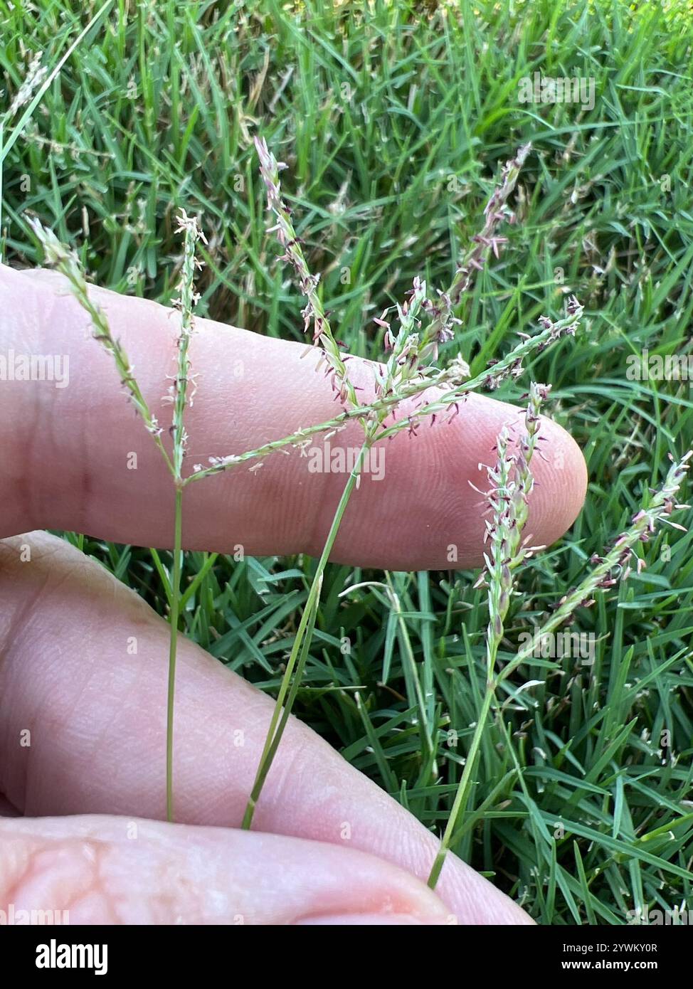 Bermuda grass (Cynodon dactylon Stock Photo - Alamy