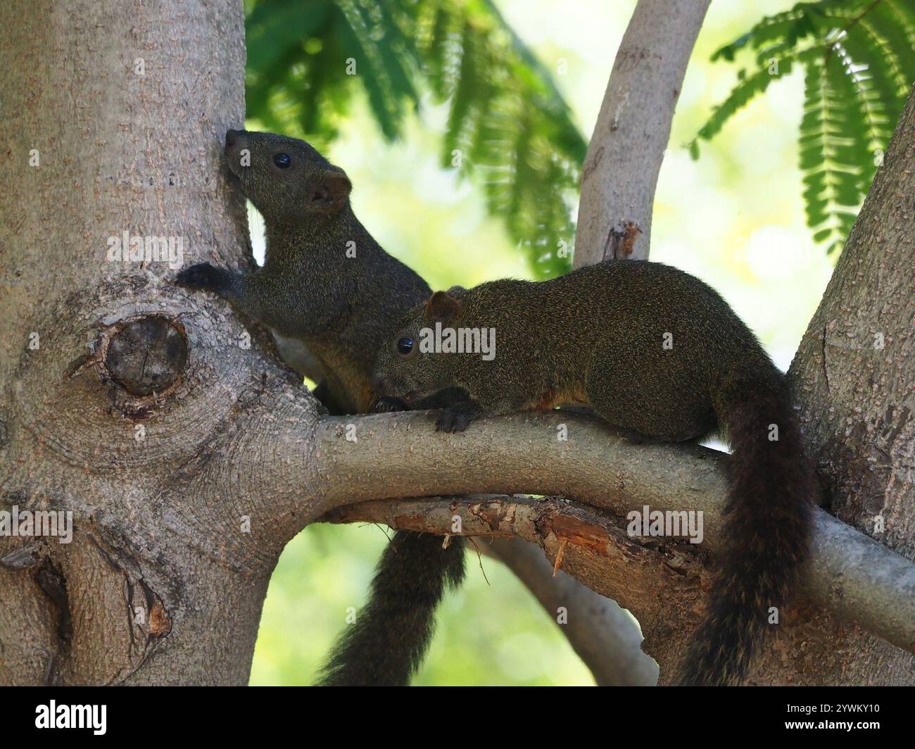 Taiwan Squirrel (Callosciurus erythraeus thaiwanensis Stock Photo - Alamy