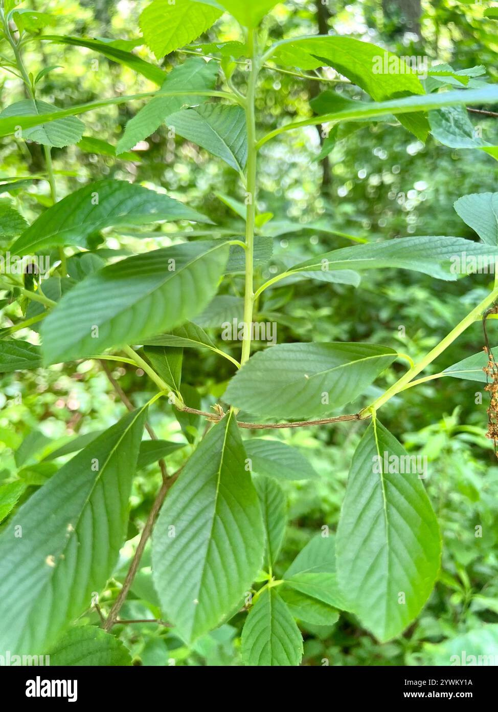Sweet Pepperbush (Clethra alnifolia Stock Photo - Alamy