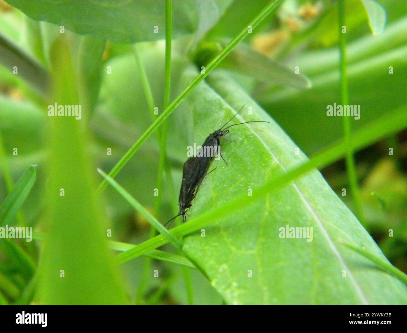Little Black Caddisflies (Chimarra Stock Photo - Alamy
