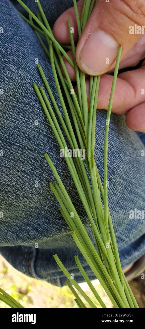 Tower Mustard (Turritis glabra Stock Photo - Alamy