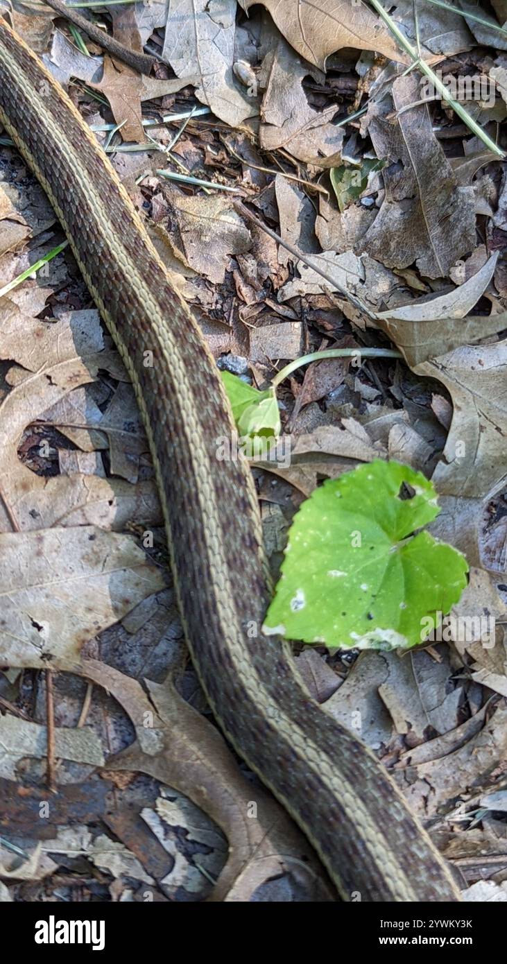Common Garter Snake (Thamnophis sirtalis Stock Photo - Alamy