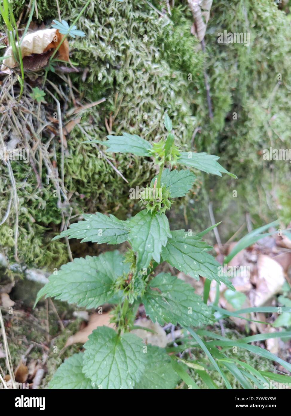 yellow archangel (Lamium galeobdolon Stock Photo - Alamy