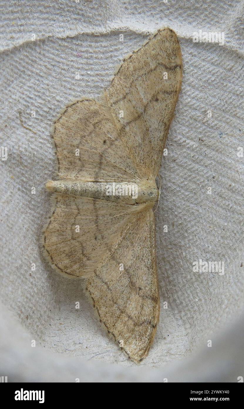 Riband Wave (Idaea aversata Stock Photo - Alamy