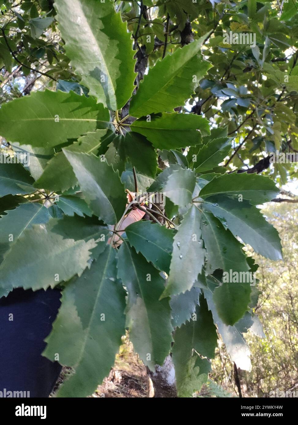 five finger (Pseudopanax arboreus Stock Photo - Alamy