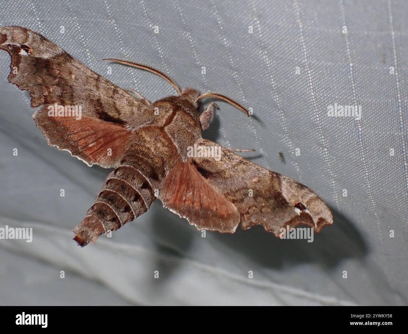 Lettered Sphinx (Deidamia inscriptum Stock Photo - Alamy