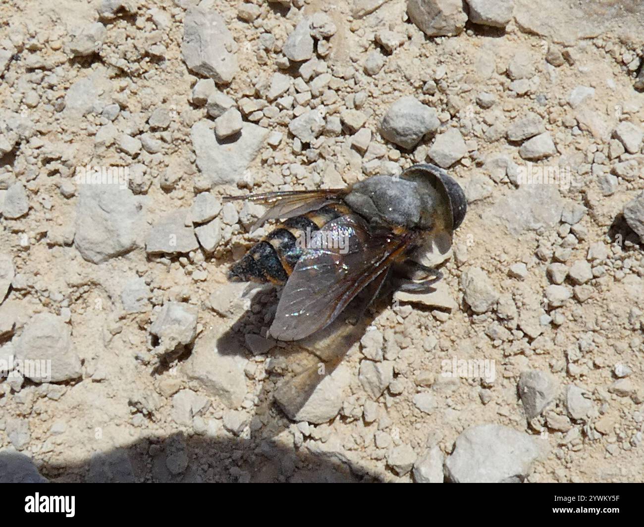 Dark Giant Horse Fly (Tabanus sudeticus Stock Photo - Alamy