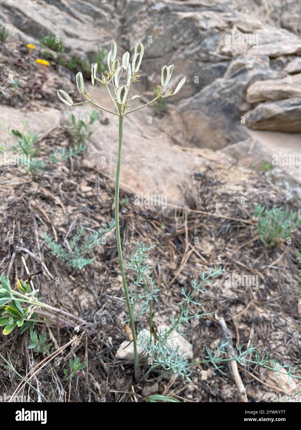 Utah Desertparsley (Lomatium parryi Stock Photo - Alamy