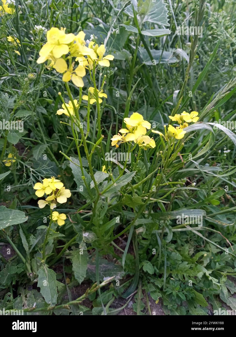 charlock (Mutarda arvensis Stock Photo - Alamy