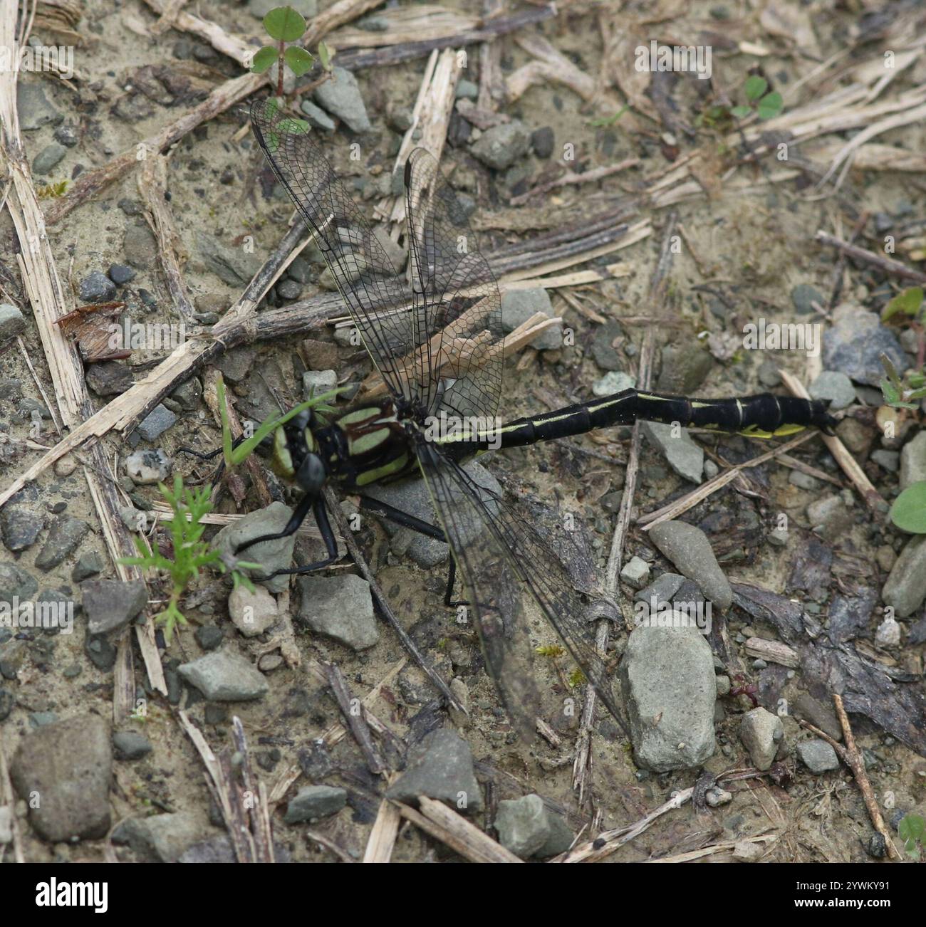 Beaverpond Clubtail (Phanogomphus borealis Stock Photo - Alamy