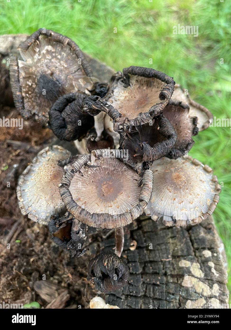 scaly ink cap (Coprinopsis variegata Stock Photo - Alamy