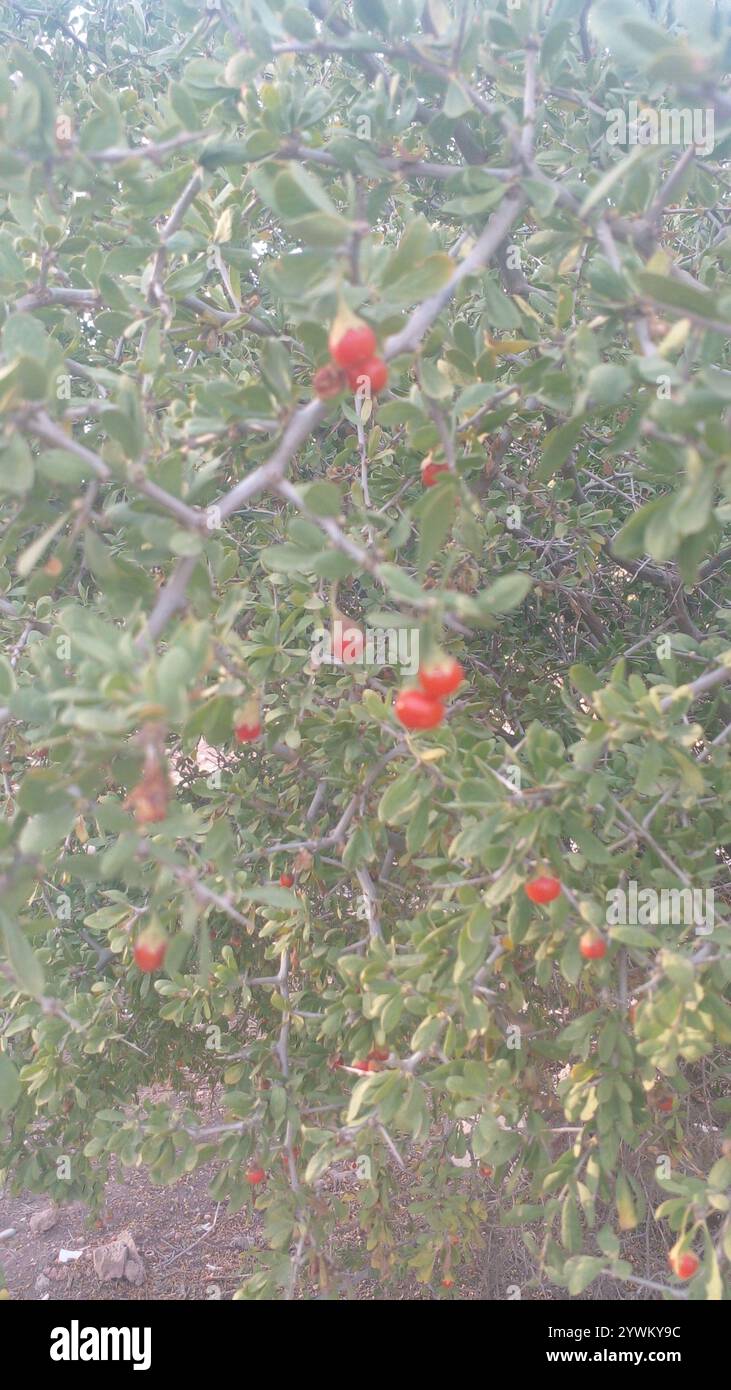 African boxthorn (Lycium ferocissimum Stock Photo - Alamy