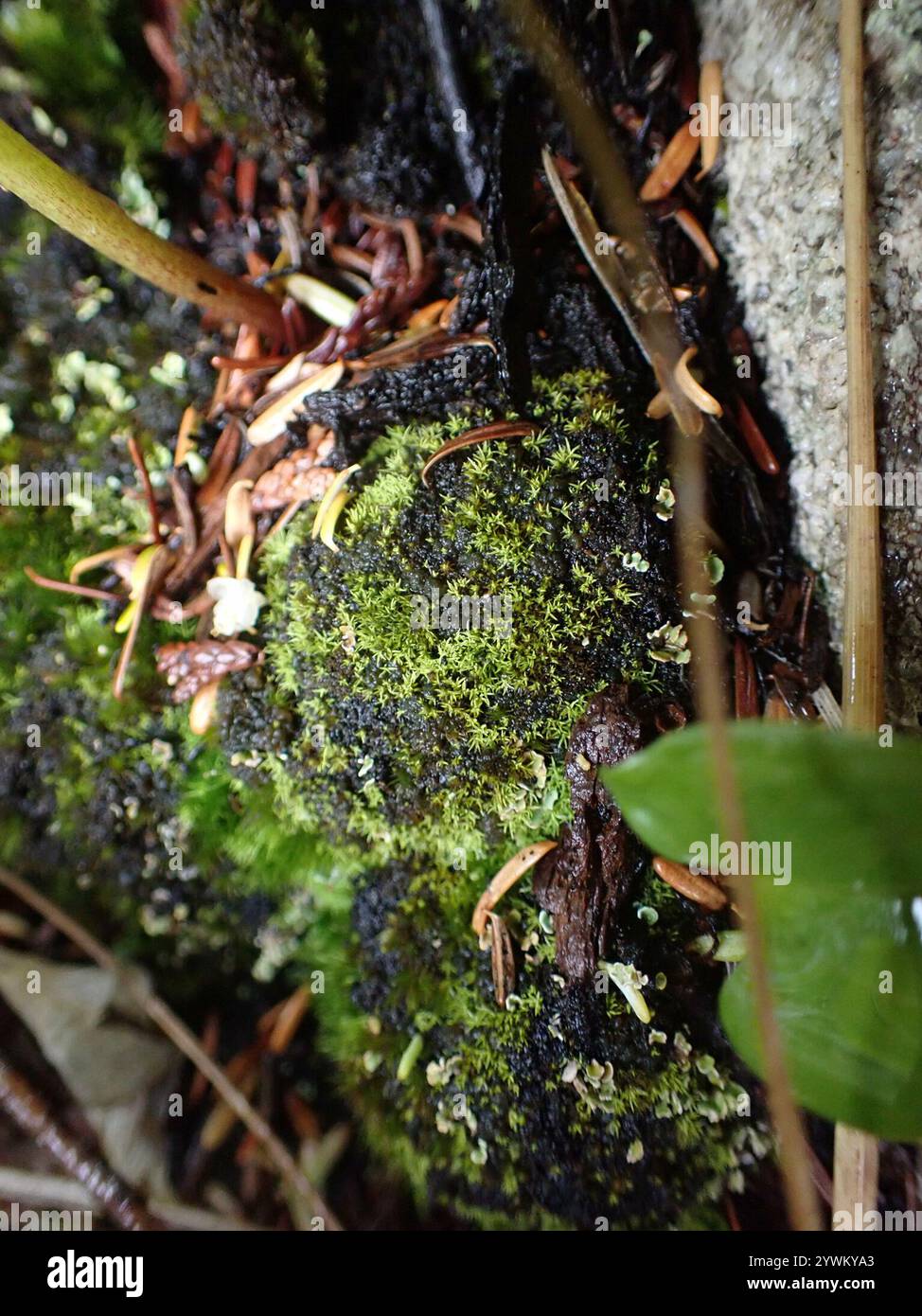 Green-tufted Stubble Moss (Weissia controversa Stock Photo - Alamy