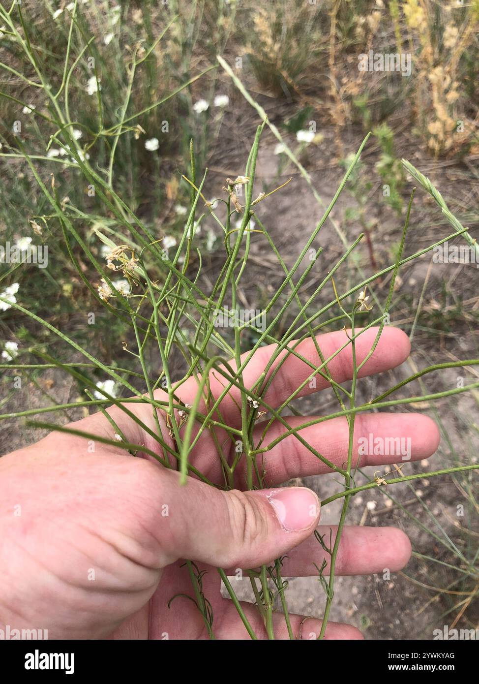 Tall Tumblemustard (Sisymbrium altissimum Stock Photo - Alamy