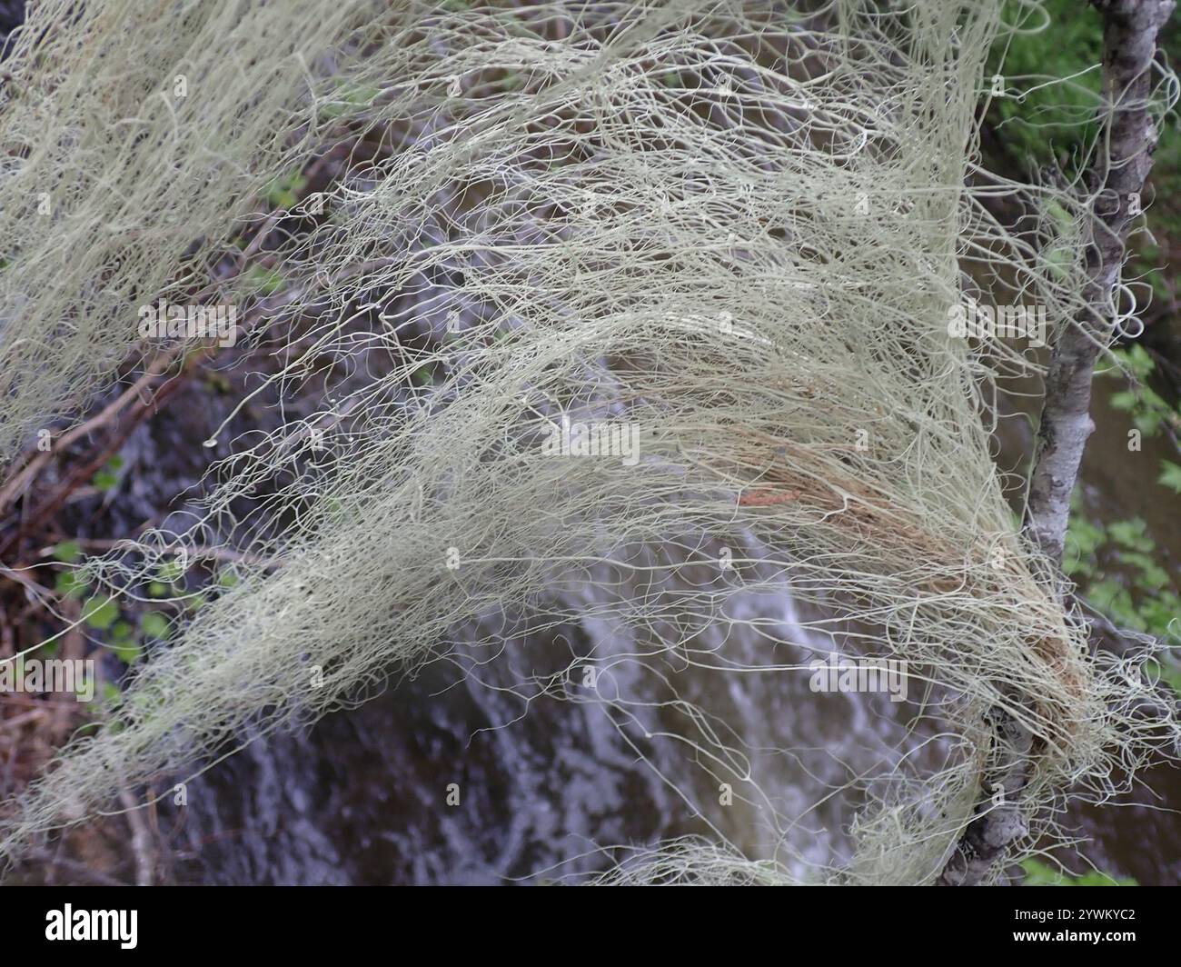 Witch's Hair (Alectoria sarmentosa Stock Photo - Alamy