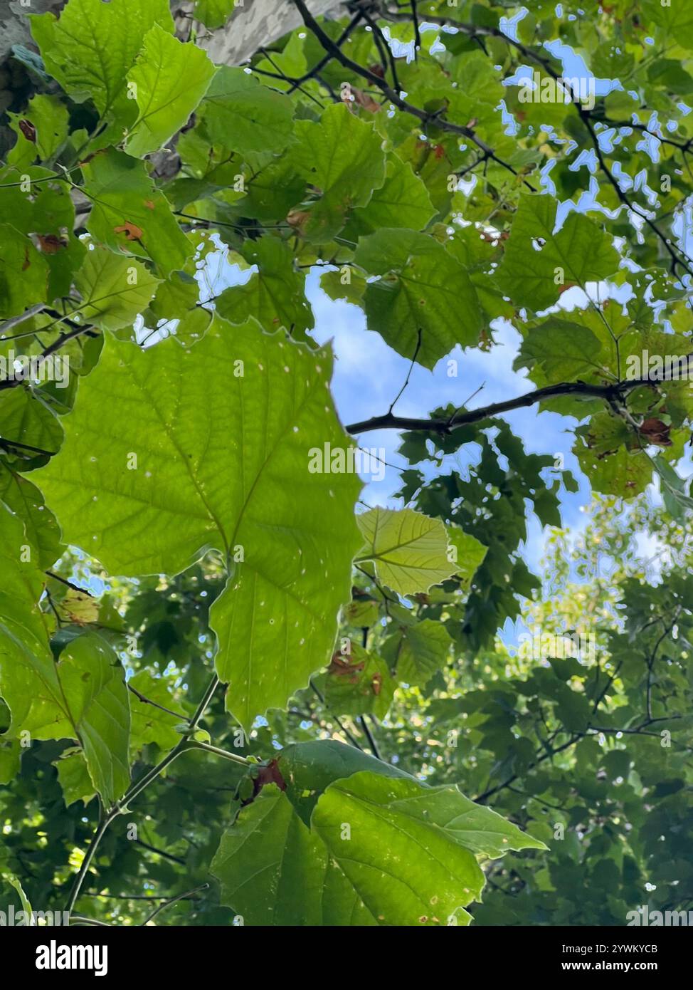 American sycamore (Platanus occidentalis Stock Photo - Alamy